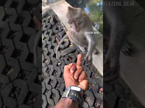 monkeyππ funny reaction jab usne middle finger dekha #viral #monkey #funny #animalfunnyscene