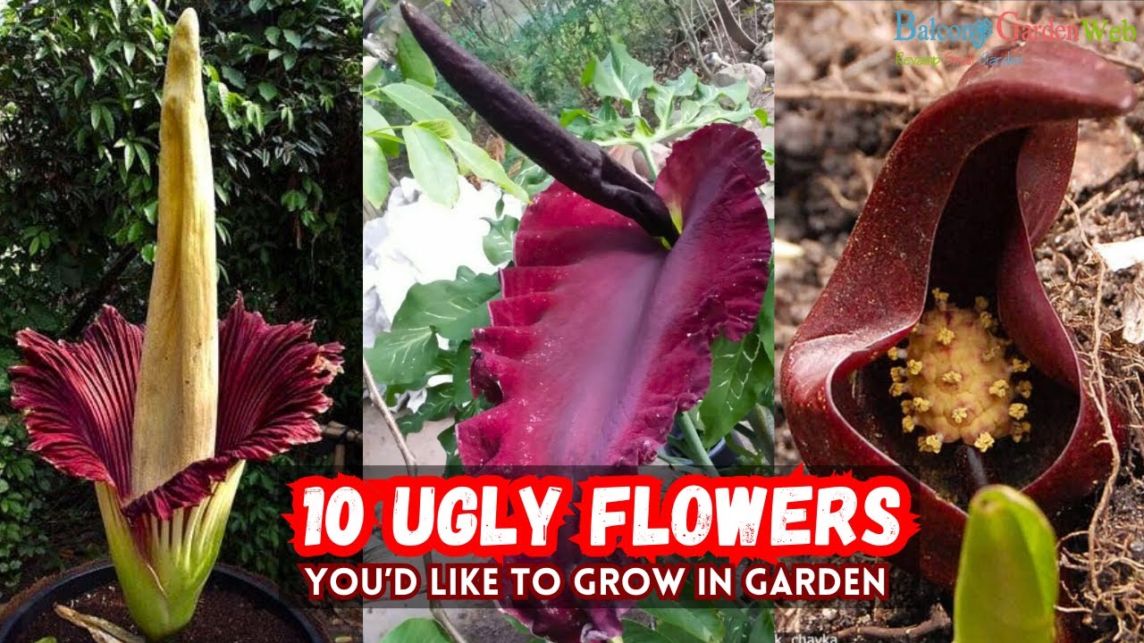 10 Ugly Flowers You’d Like to Grow in Garden