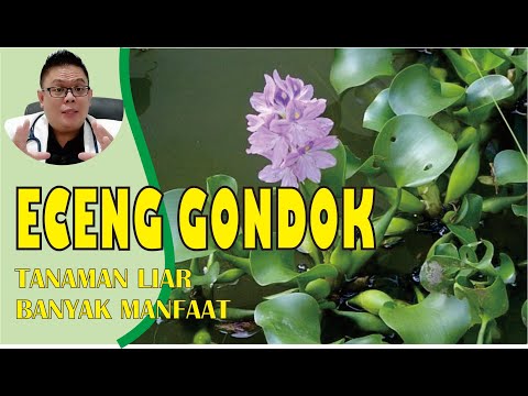 KHASIAT ECENG GONDOK UNTUK KESEHATAN