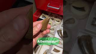 This Drawer Is Filled With Dinosaur Teeth!!