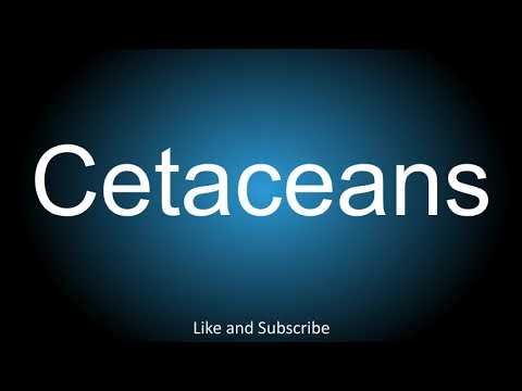 How to correctly pronounce - Cetaceans.