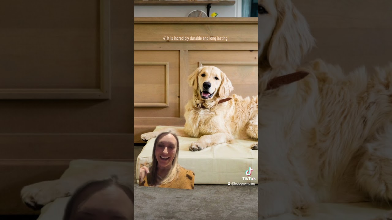 Our 5 fave things about Le Bed 👏🏻 #bestdog #design