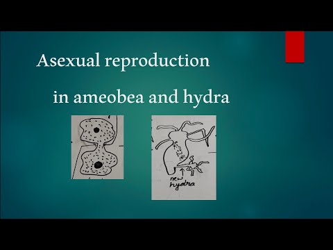 asexual reproduction || Binary fission in ameobea || budding in hydra || class 8 science NCERT