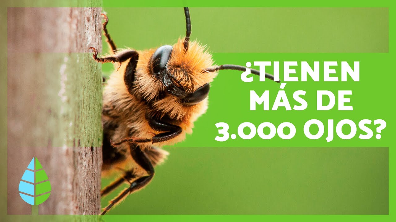10 Interesting Facts about Bees 🐝🍯 Can they Reason and Calculate?
