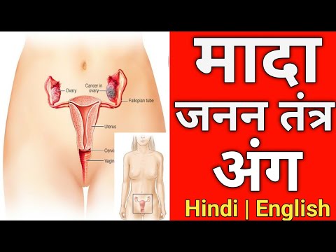 Learn Female Reproductive System Part Names in Hindi And English | Female Body Parts