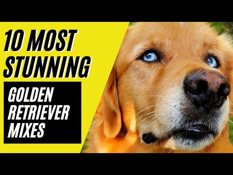 10 BEST Golden Retriever Mixes - Golden Retriever Dogs