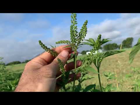 Greater Ragweed Seeds