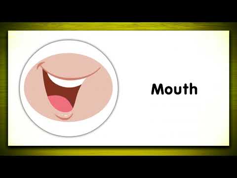 Body Parts Picture Dictionary for Kids | Learn About the Human Body | Little Brainy Kids