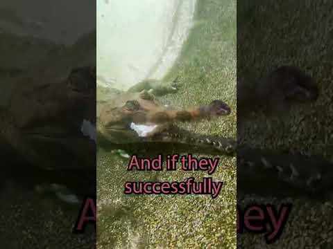 False Gharials!