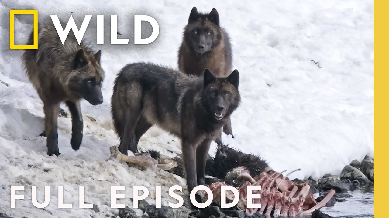 The Return of Wolves to Yellowstone: A Journey of Wildness and ...
