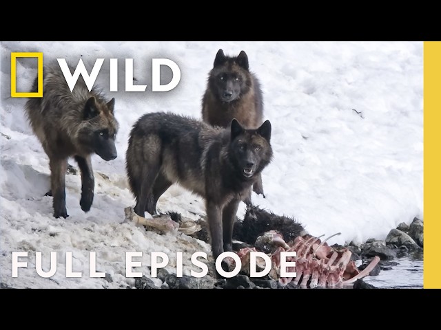 The Return of Wolves to Yellowstone: A Journey of Wildness and ...