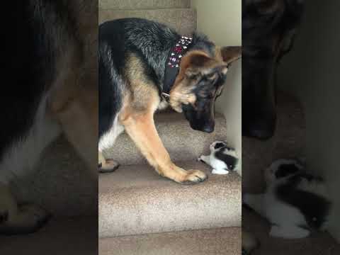 Dog Helps Carry Foster Kitten Upstairs! #Cats #Dogs #Kittens #babyanimals