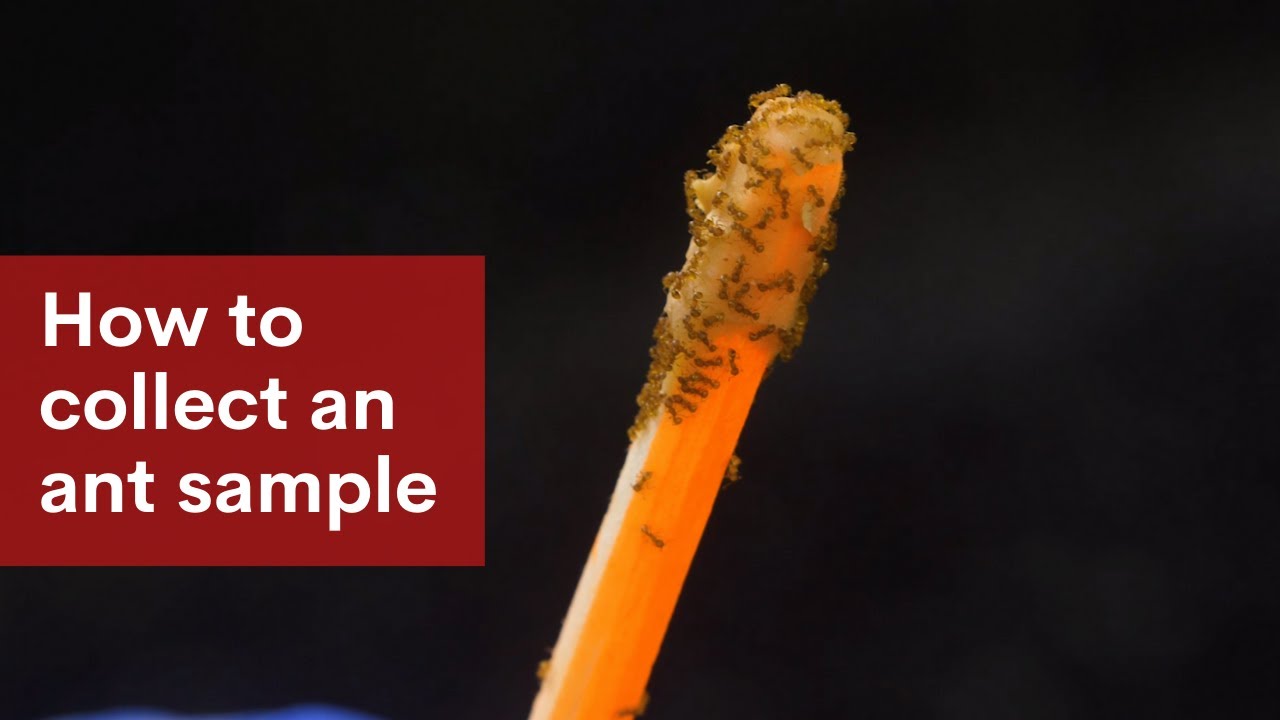 How to Collect an Ant Sample