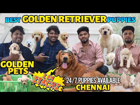 Best quality Golden Retriever Puppies for Sale in Chennai | Cheapest Dog Kennel | Golden Pets Kennel