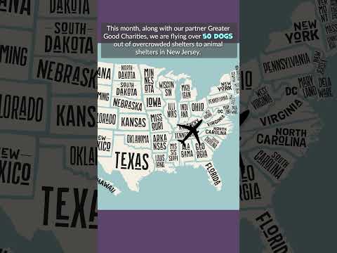 Help Fly At-Risk Shelter Dogs to Freedom