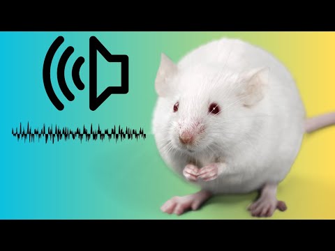 The Sounds That Rats Make and Their Meaningsππ