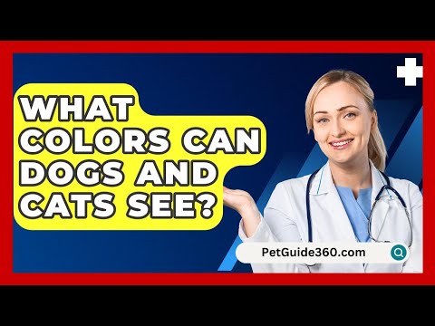 What Colors Can Dogs And Cats See? - PetGuide360.com