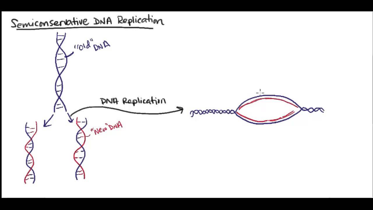 Semi-conservative DNA replication