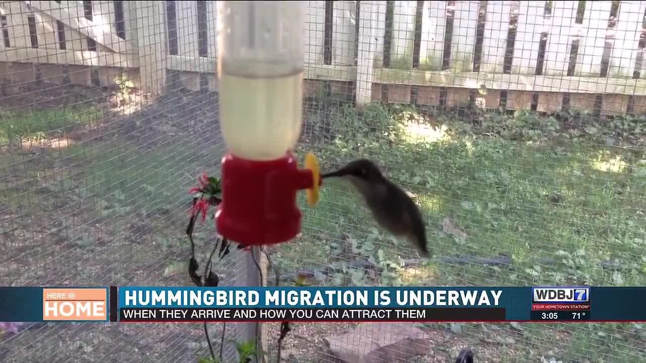 Hummingbirds Begin Spring Migration