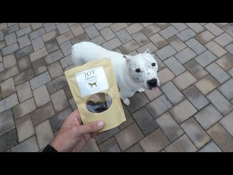 Should I Give My Dog CBD... Joy Organics Review