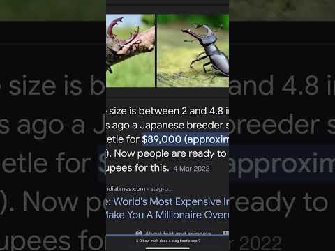 10 Stag Beetles ~ 1 million dollars