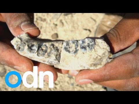 Oldest human fossil remains found