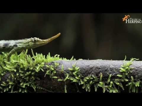 Pinocchio Anole | Urbano's Blog