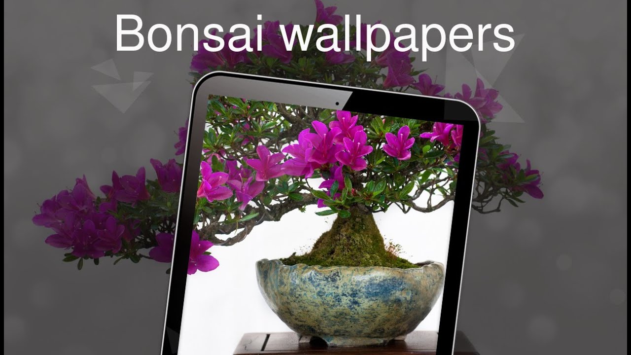 Bonsai wallpapers 4k