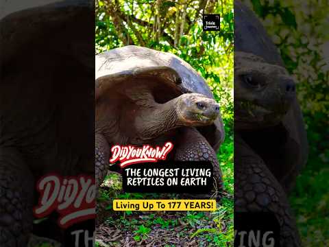 Galápagos Tortoise: The LONGEST LIVING Reptile On EARTH | 177 Years!