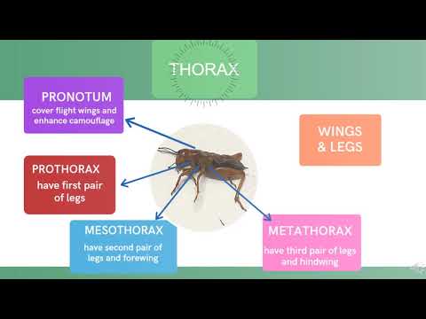 CRICKET Anatomy Presentation
