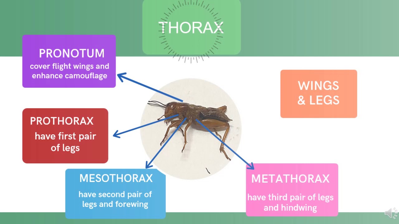 CRICKET Anatomy Presentation