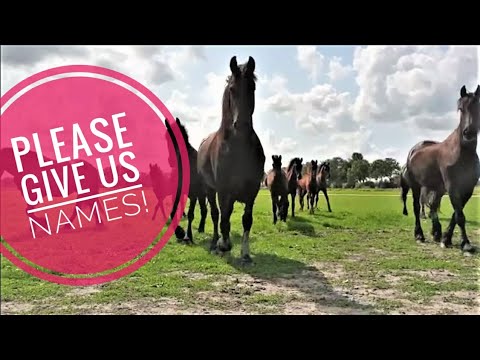 Help! We need new names for the foals born this year. Friesian horse names...