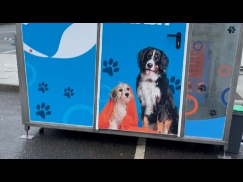 Owner takes the dog to a mobile dog washing unit for a fun grooming session || WooGlobe