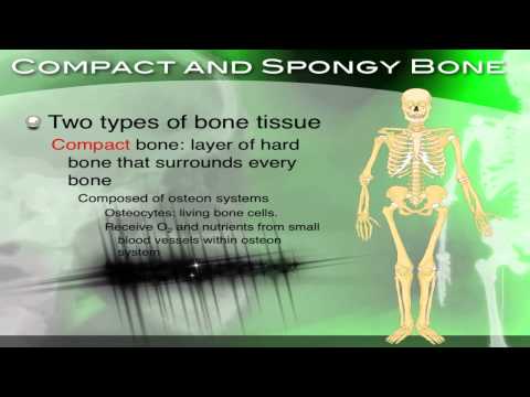 The Skeletal System, its Structure and Function - Section 34.2
