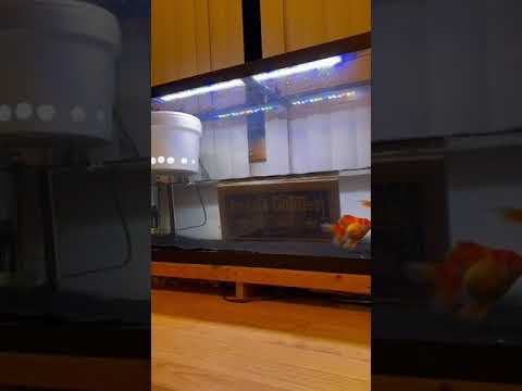Large Volume Water Changes on a Goldfish Tank: Why you Should do Them.