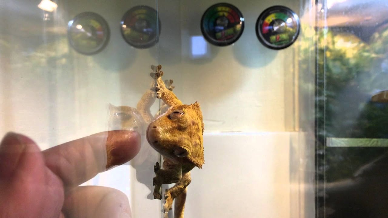 Created gecko attacks finger. 