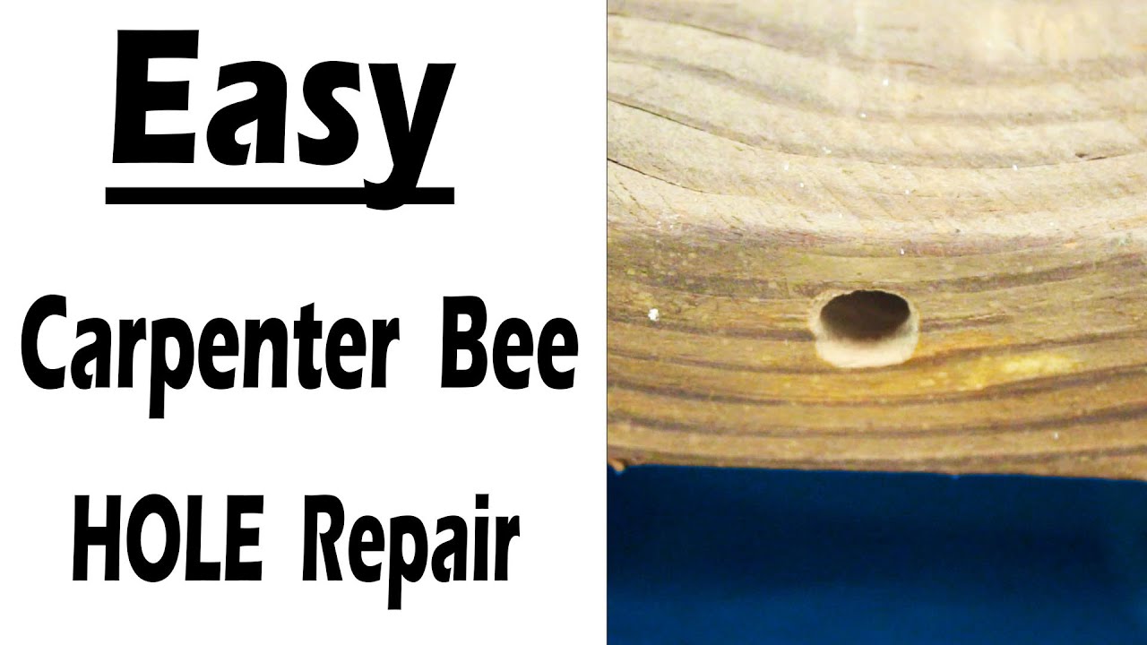 Easiest Way to FIX Carpenter Bee Holes