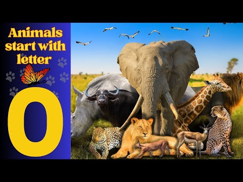Animals Starting With O| Learn Animal Words That Start With Letters O #animals