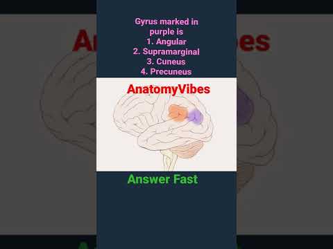 Angular Gyrus | Sulci and Gyri of Brain | Cerebrum | Anatomy #anatomy #neuro #neuroscience