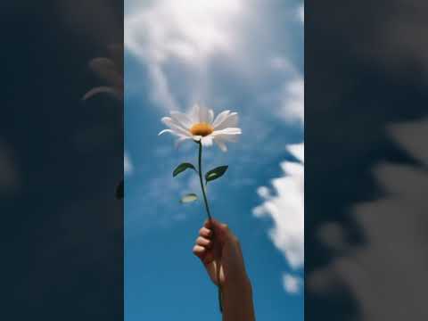 FREE Aesthetic Flower Background Animated #background #aesthetic #video #flowers #animation