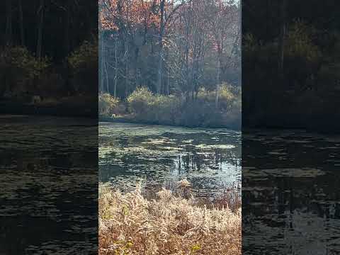 Ducks 🦆 - Rimple Loop Walking Trail - Dallas,PA