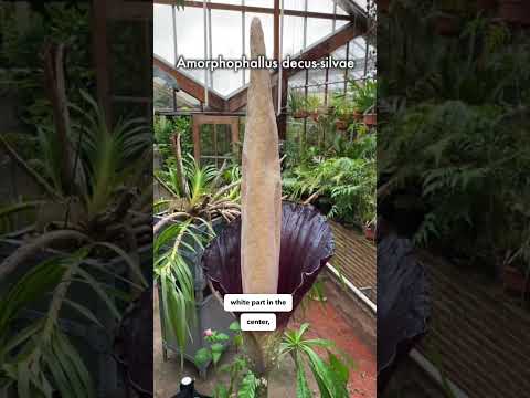Fun fact about the #penisplant - I'm not a botanist! #amorphophallus