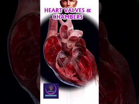 Pumping Life: Stunning Animation of Heart Valves and Heart Chambers in Action