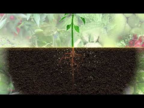 Dhanuka Markar Insecticide, Price from Rs.0/unit onwards, specification ...