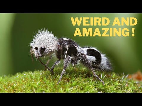 10 Weird and Wonderful animals!