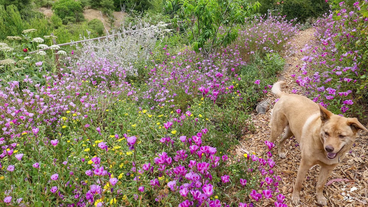 Native plant gardening 101