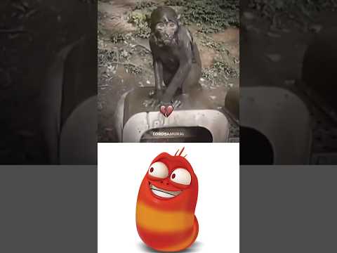 rizz monkey #shorts #swag #monkey #rizz #style #bombastic #memes #fyp