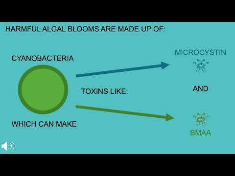 Sea Sketches: Harmful Algal Blooms