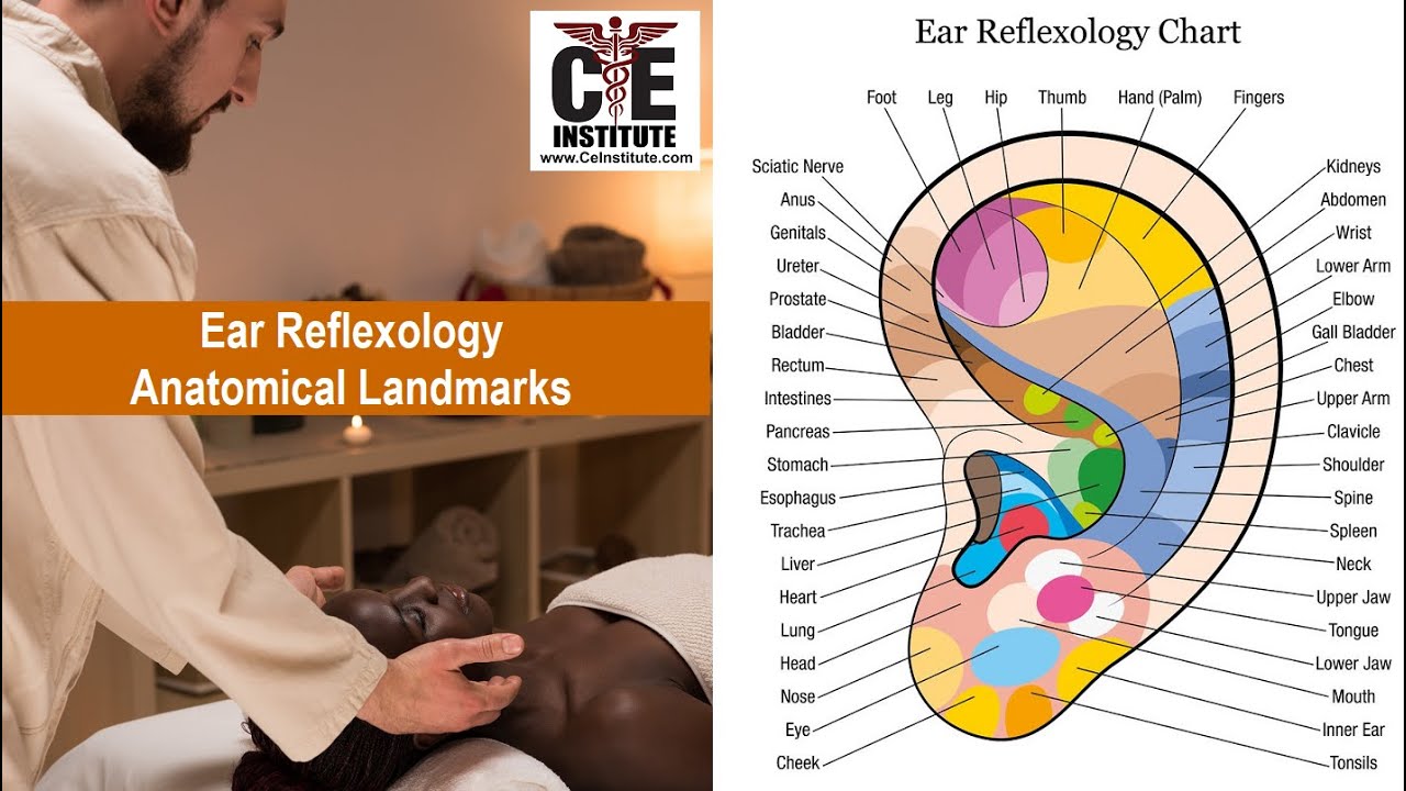 Ear Reflexology Anatomical Landmarks - Their Names & Locations