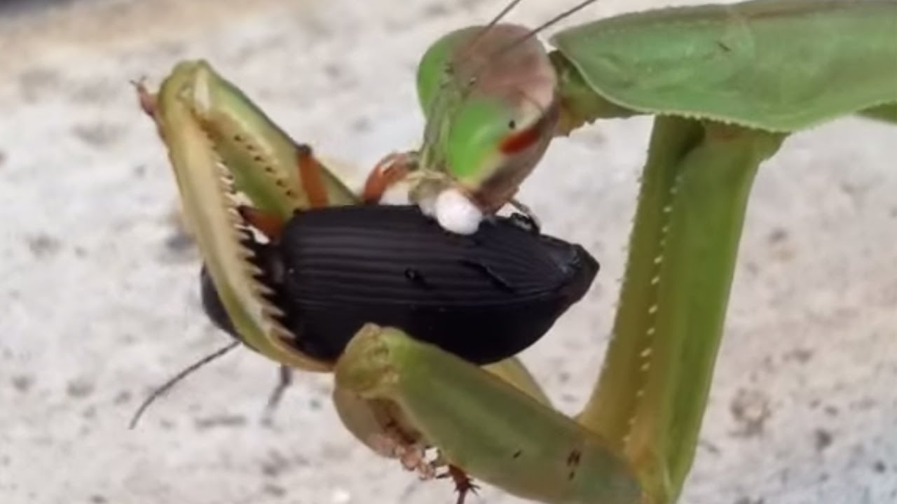 Praying Mantis Vs Beetle